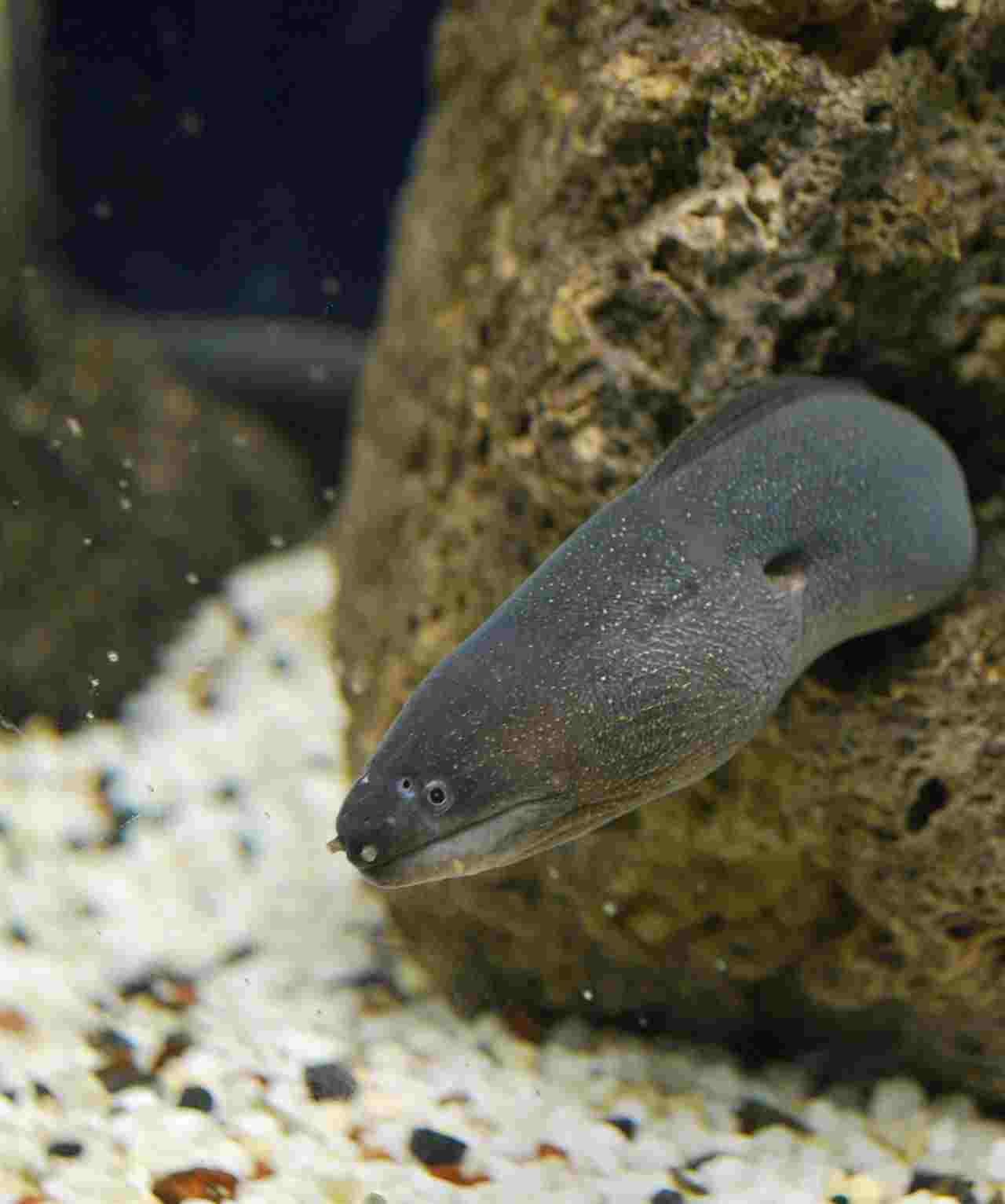 Is Eel Halal or Haram? - RecipeCentric